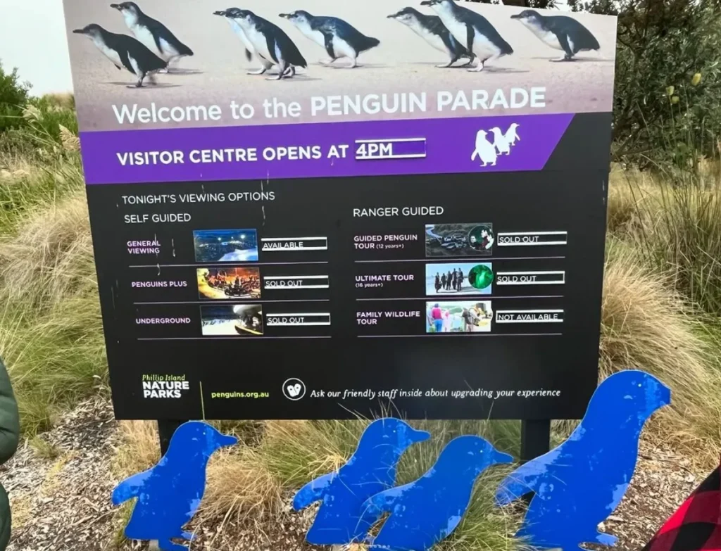 Birdwatching on Phillip Island: Species to Look Out For